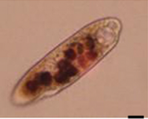 Coral RTN Parasites - Causes of Rapid Tissue Necrosis In Corals