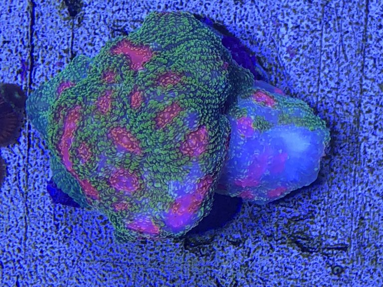 How To Tell If Your Coral Has RTN or STN Parasites - Infected Coral Signs