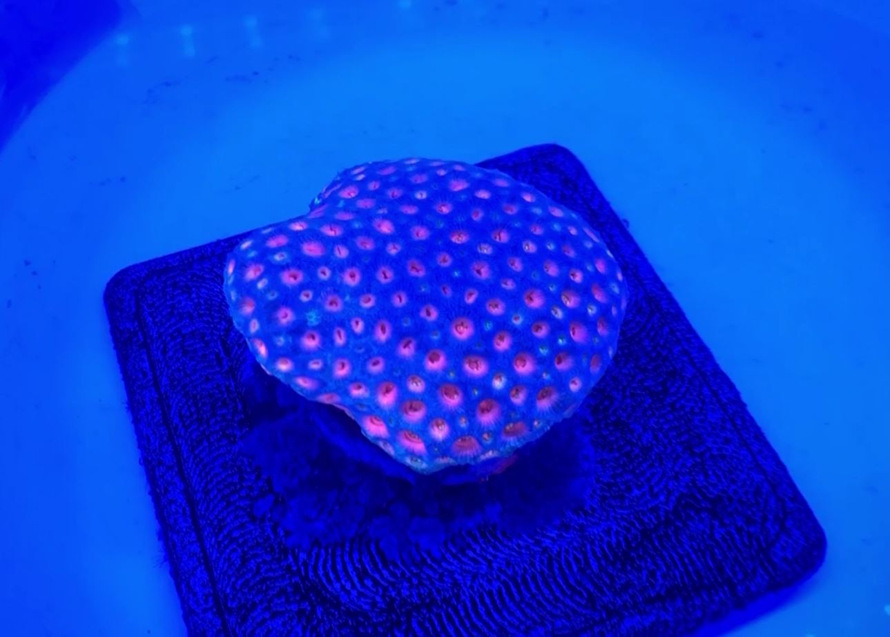 How To Tell If Your Coral Has RTN or STN Parasites - Infected Coral Signs