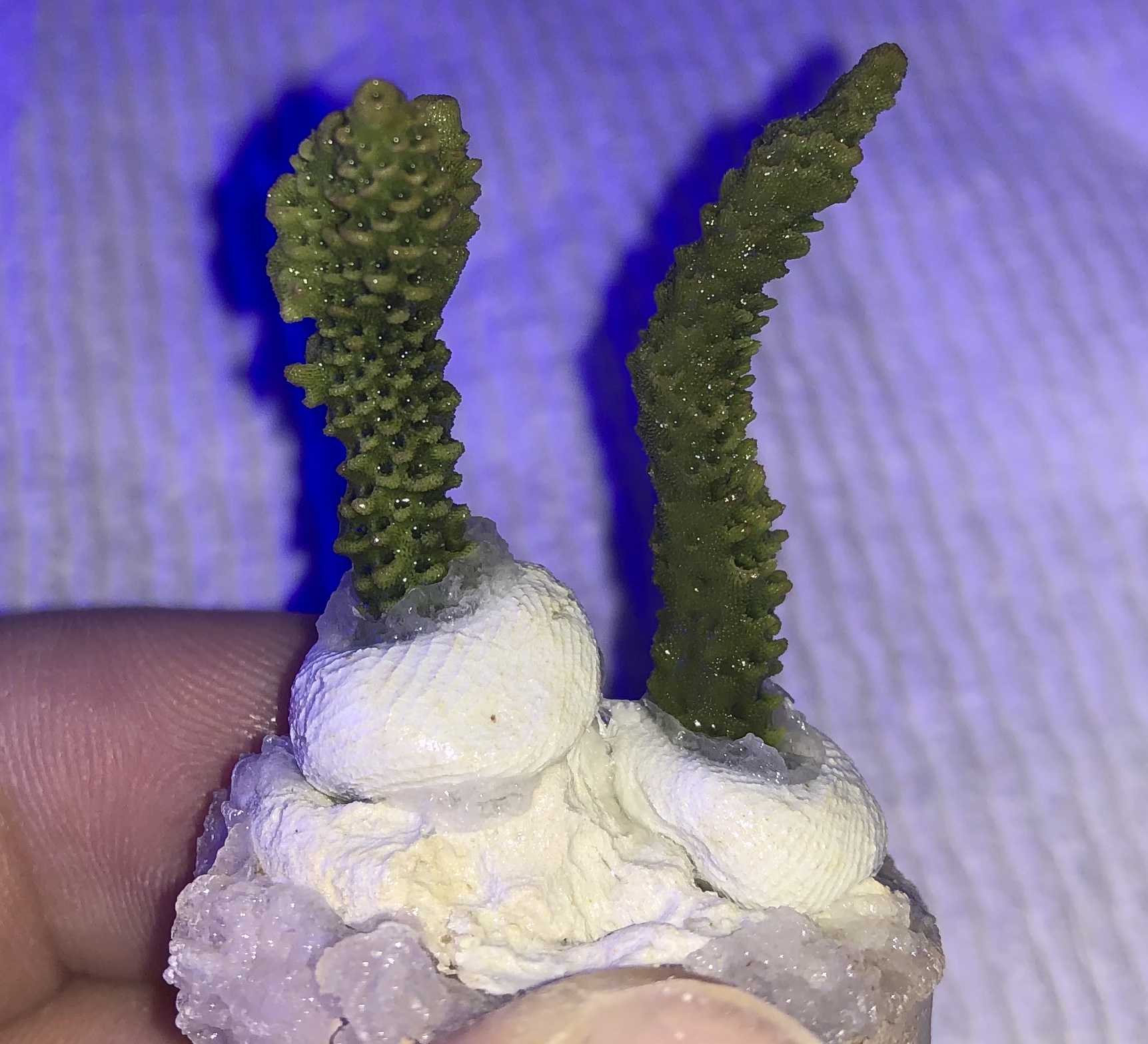 How To Tell If Your Coral Has RTN or STN Parasites - Infected Coral Signs