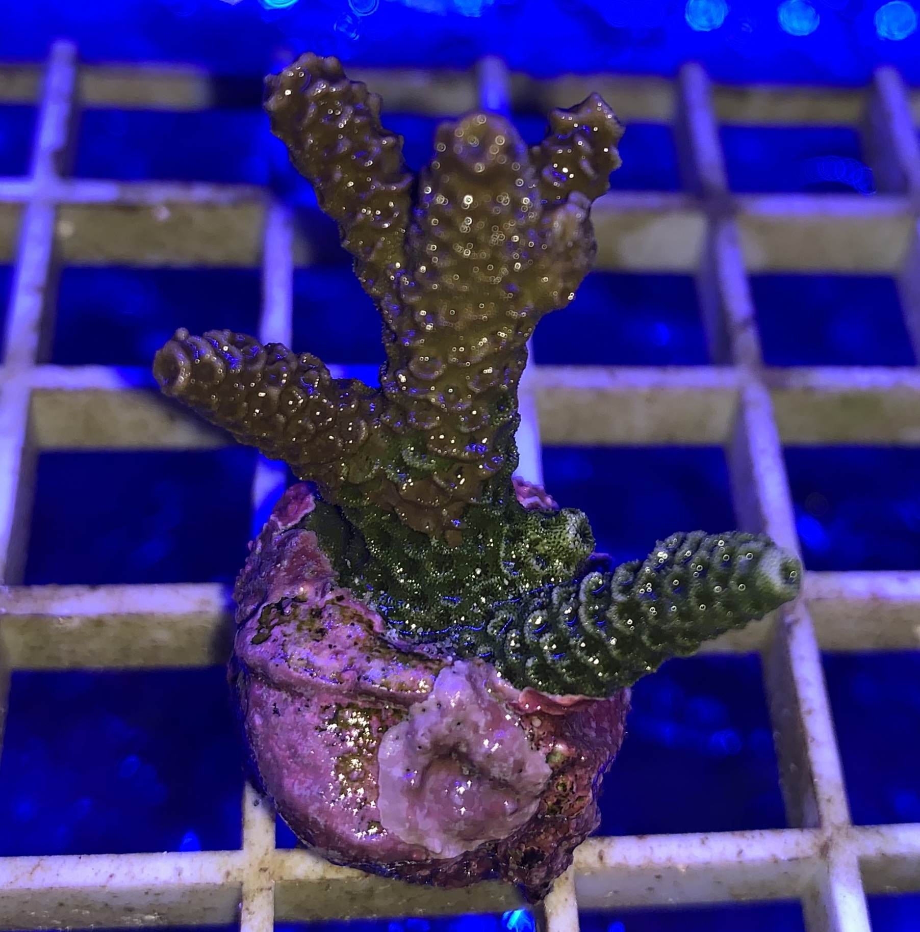 How To Tell If Your Coral Has RTN or STN Parasites - Infected Coral Signs