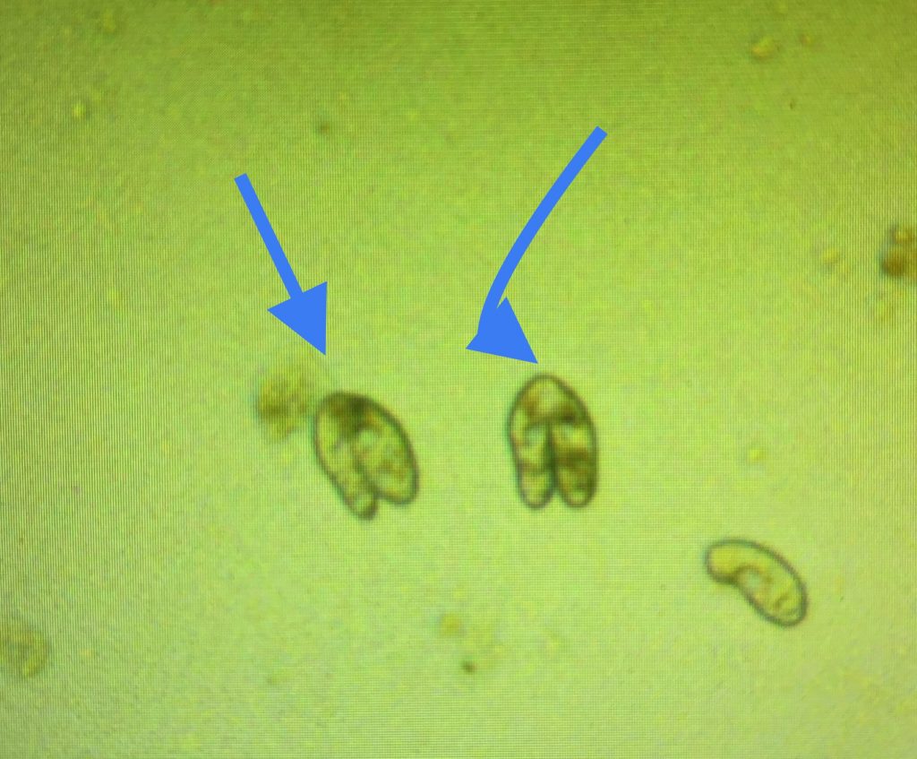 STN Parasites - Coral RTN